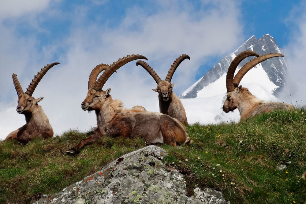 Fauna & Flora Archives – ALPS Magazine